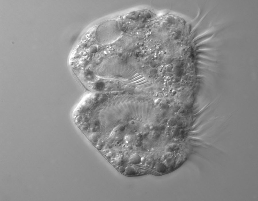 Pictures | The Microzooplankton Lab