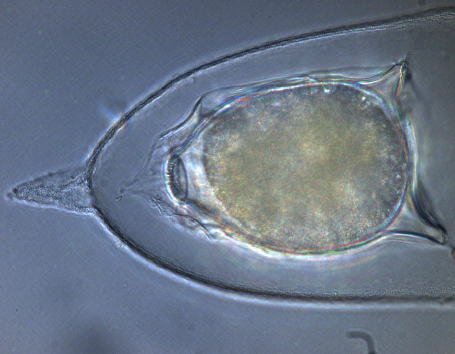 Pictures | The Microzooplankton Lab